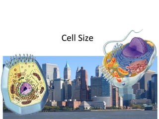 Cell size | PPT