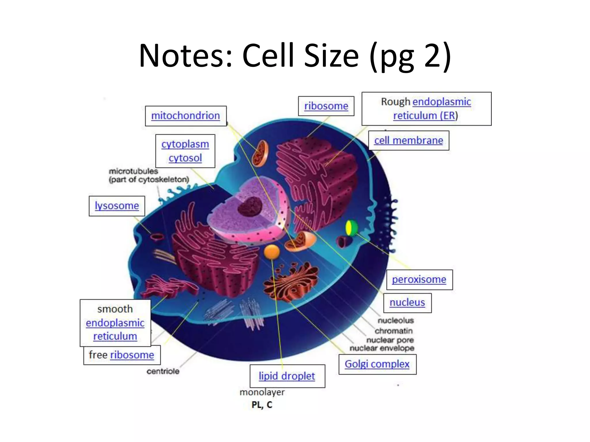Cell size | PPTX