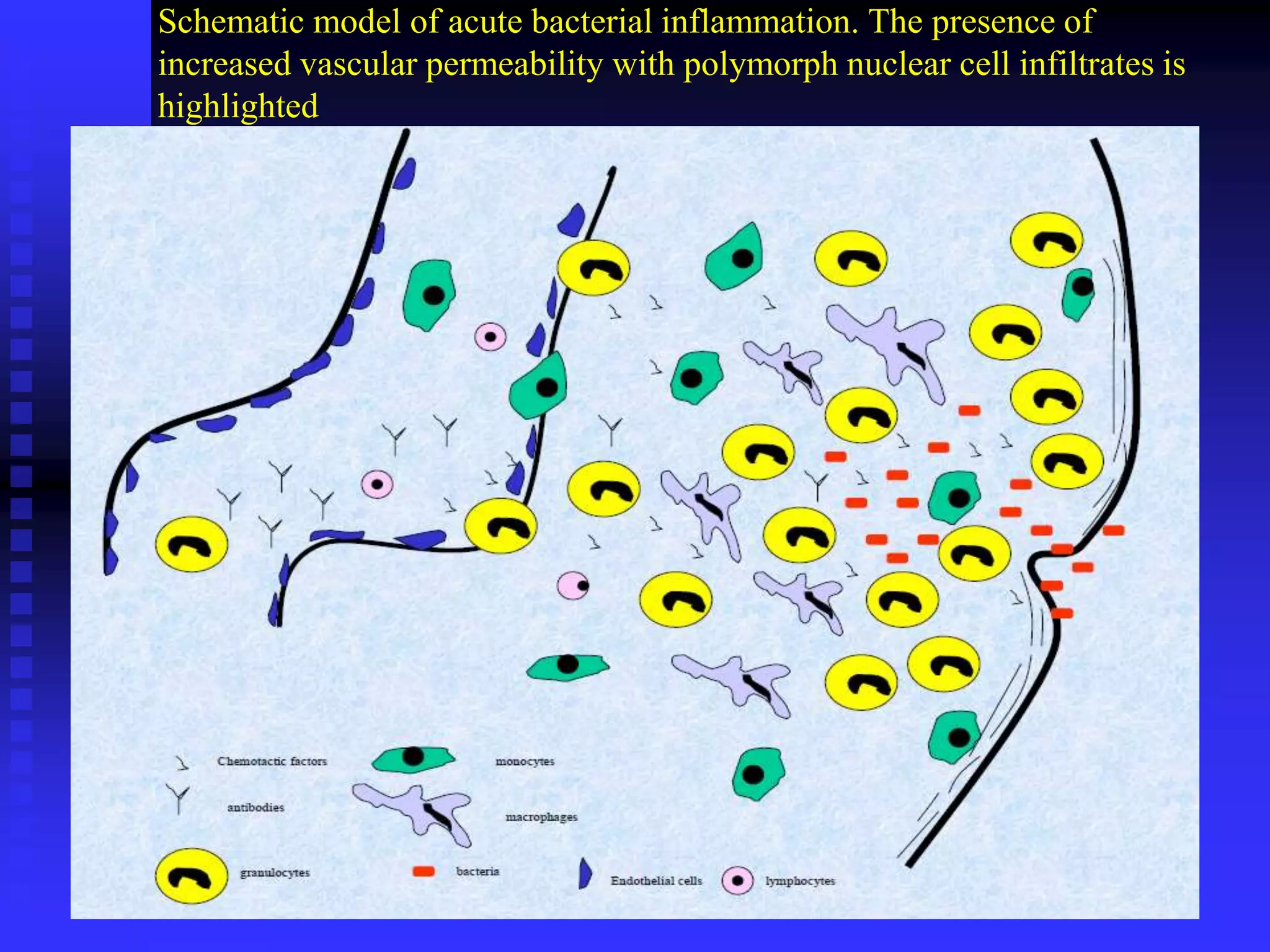 Cells Labelling & Non Imaging Procedures | PPTX