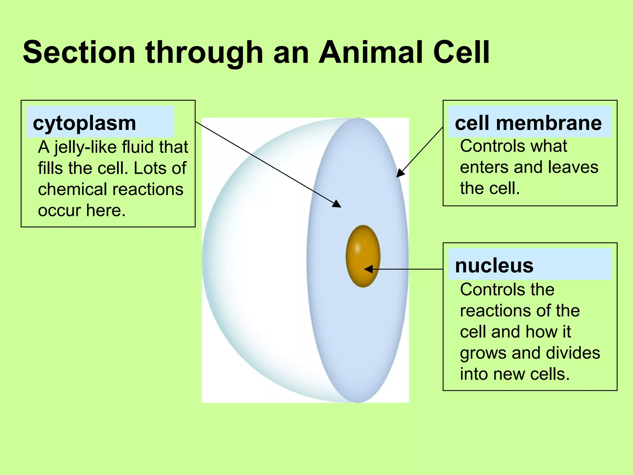 Cells lesson 1 | PPT