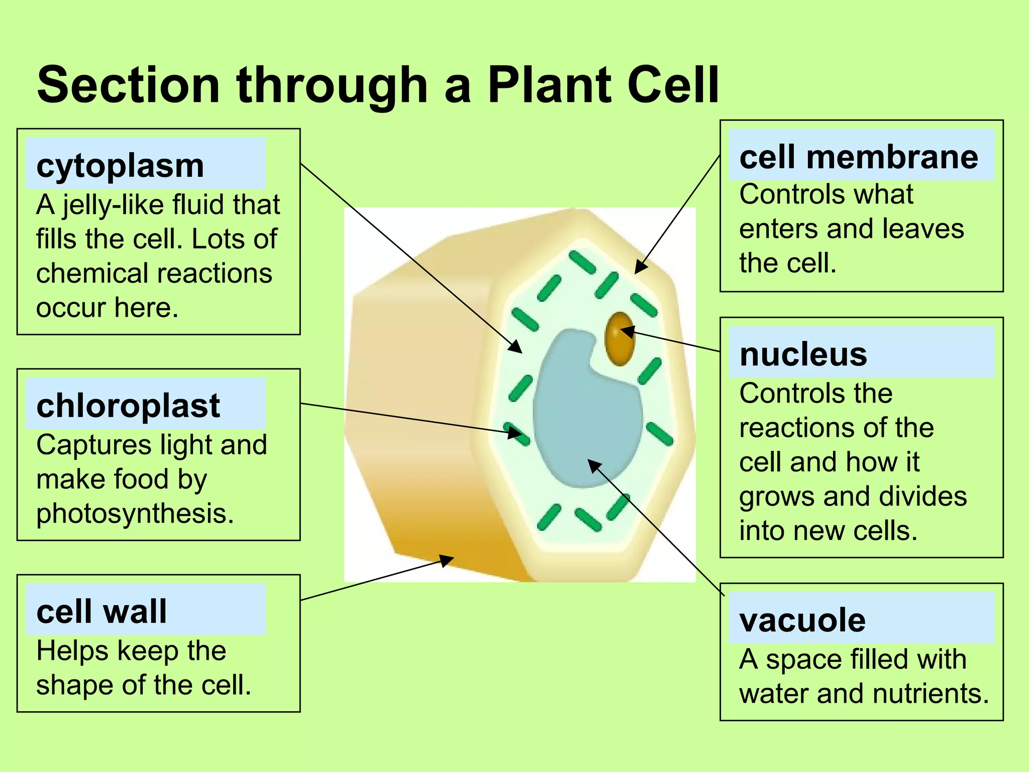Cells lesson 1 | PPT