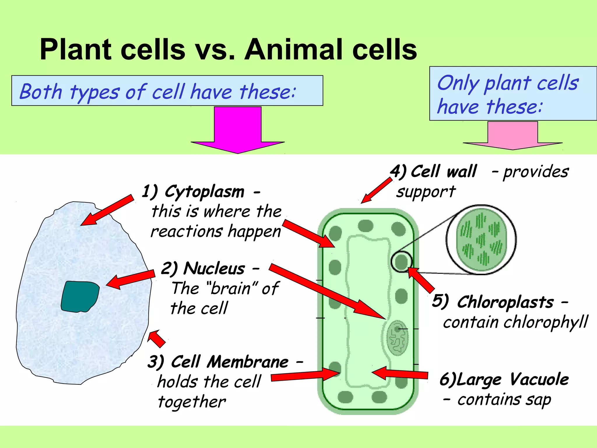 Cells lesson 1 | PPT