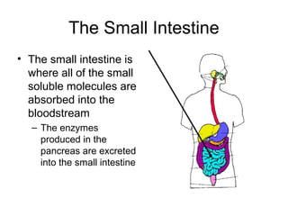 Cells lesson 2 | PPT
