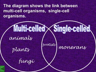 Cells lesson 7 | PPT