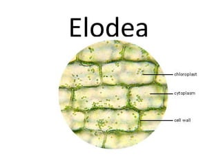 Elodea Cell