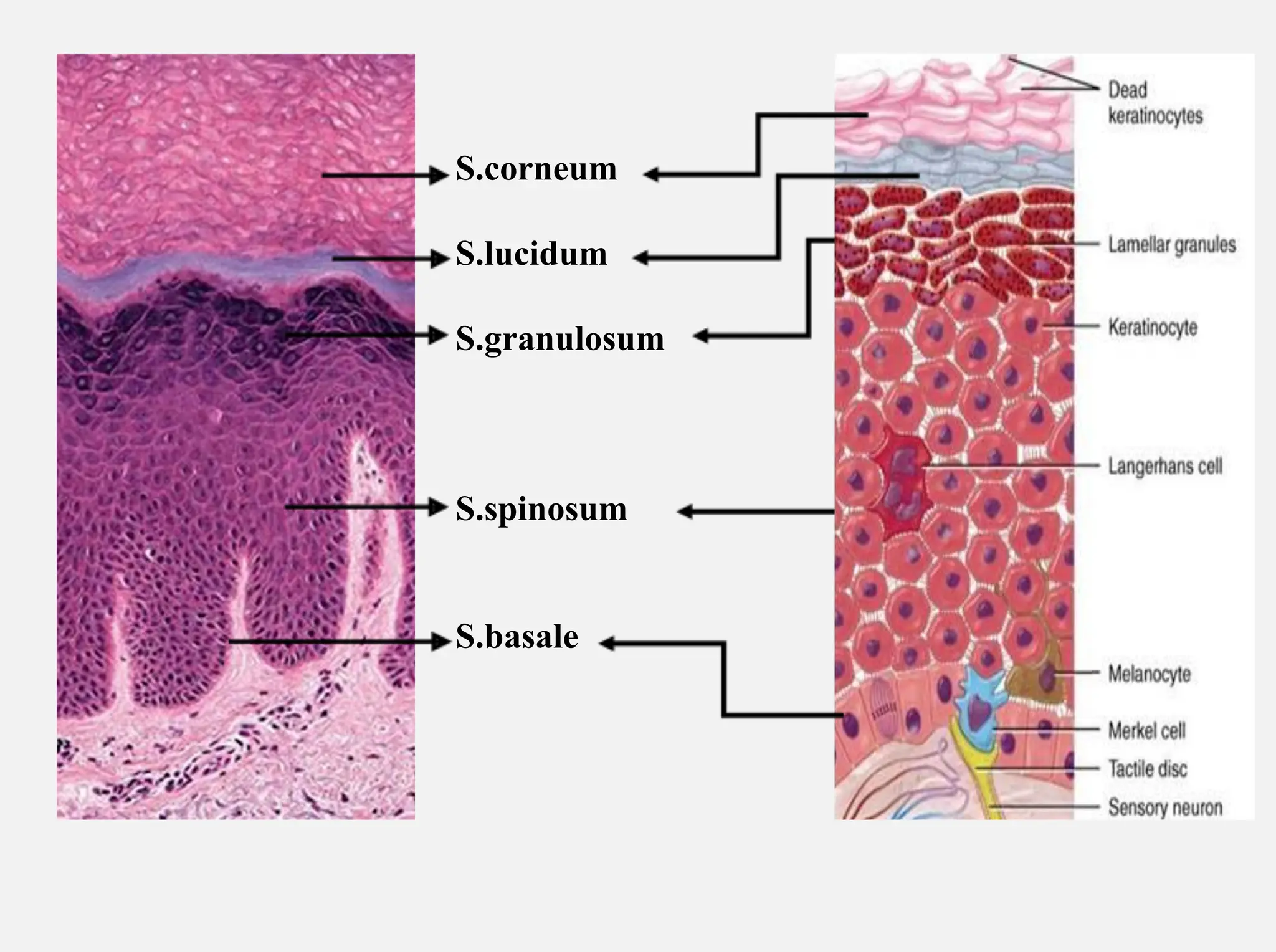 In detail description of cells of epidermis | PDF