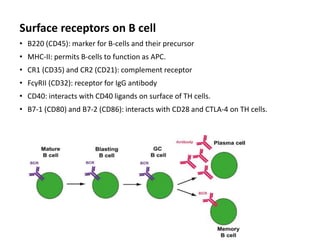 Cells of immune | PPTX