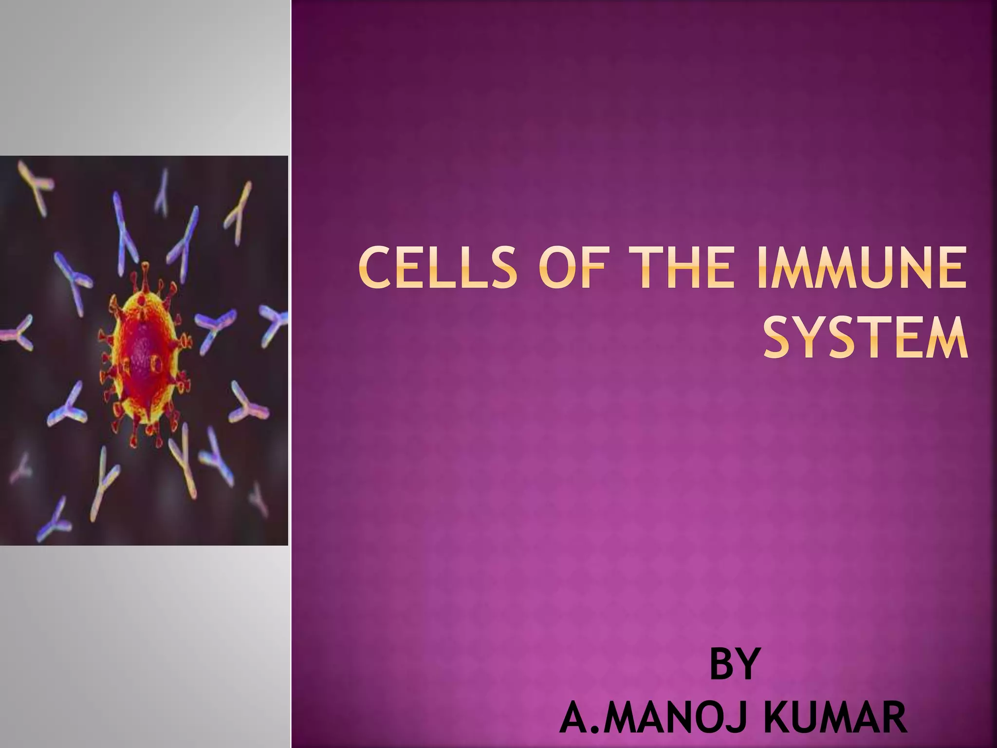 Cells of the immune system, Overview of immune cells. Immune cells | PPT