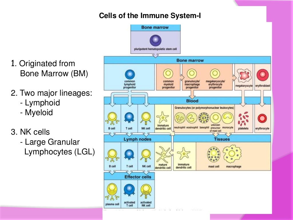 Cells of immune system