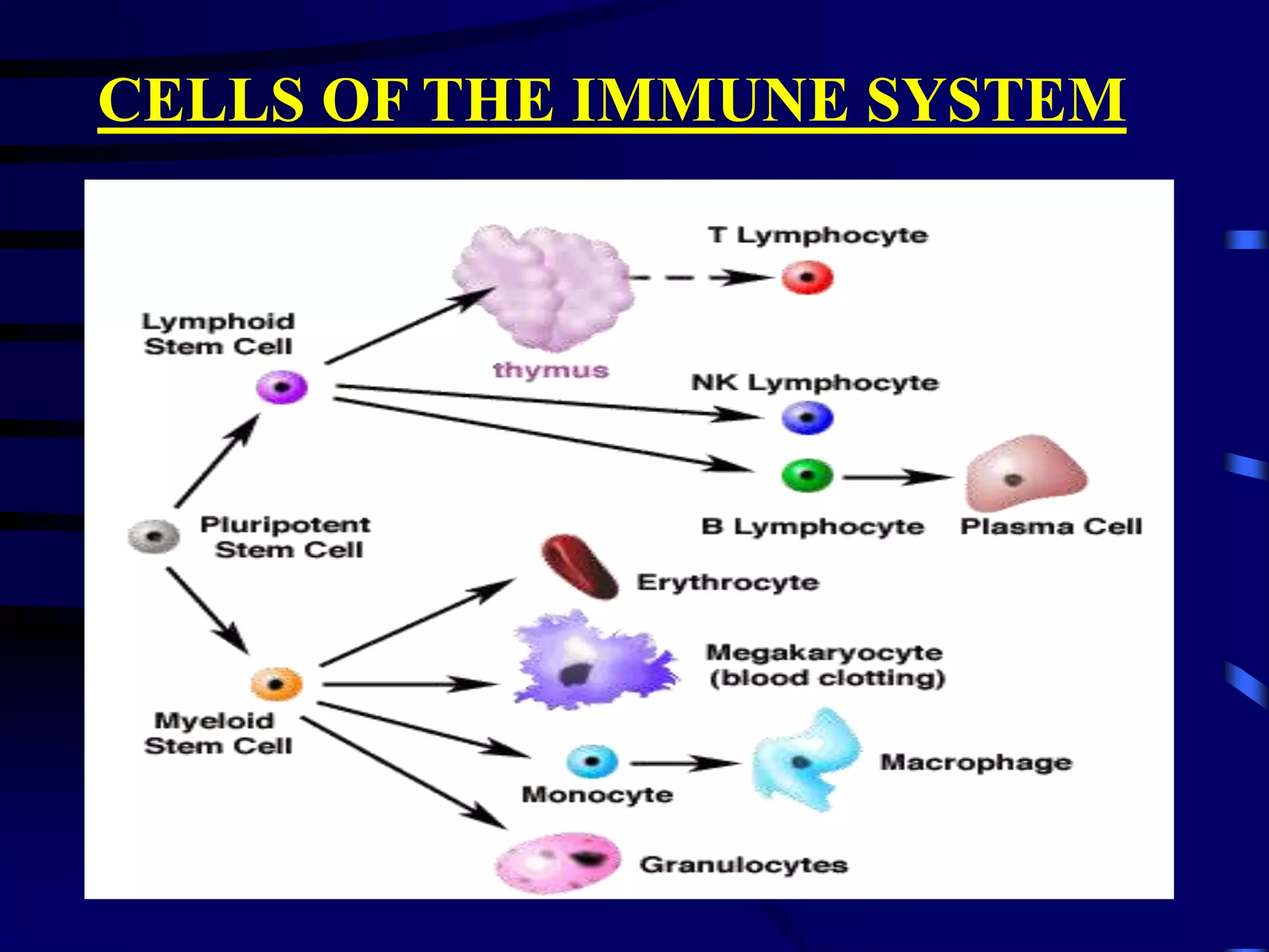 cells of immune system.ppt
