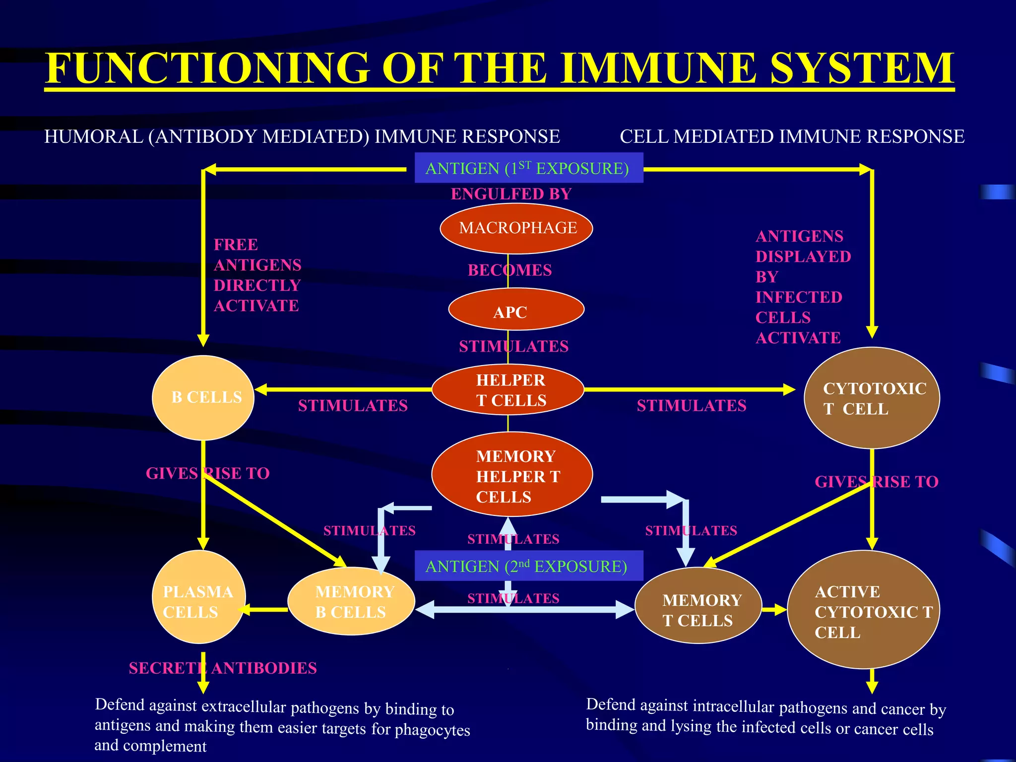 cells of immune system.ppt