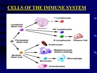 cells of immune system.ppt