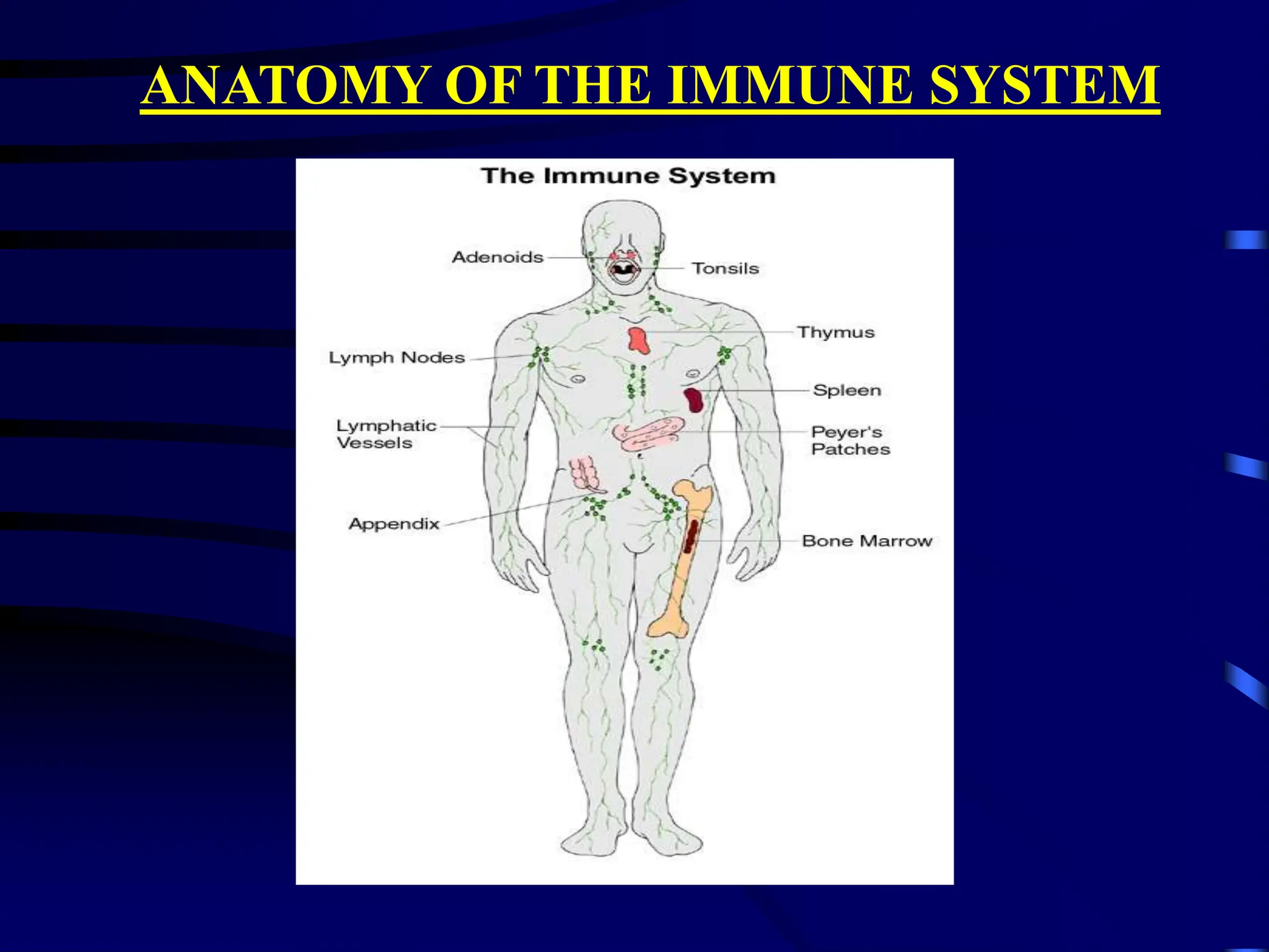cells of immune system.ppt