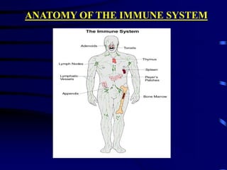 cells of immune system.ppt