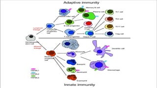 CELLS OF IMMUNE SYSTEM in full details.pptx