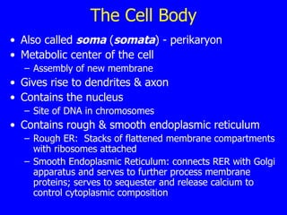 Cells of Nervous System | PPT