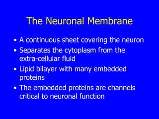Cells of Nervous System | PPT