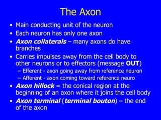 Cells of Nervous System | PPT