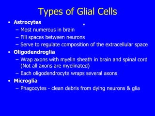 Types Of Neuroglial Cells