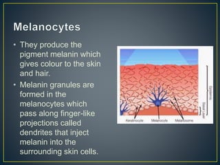 Cells of the epidermis | PPTX