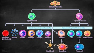 Cells of the immune system | PDF
