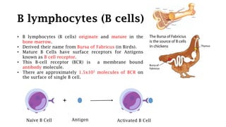 Cells of the immune system | PDF