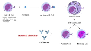 Cells of the immune system | PDF