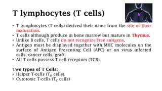 Cells of the immune system | PPT