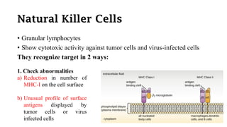 Cells of the immune system | PDF