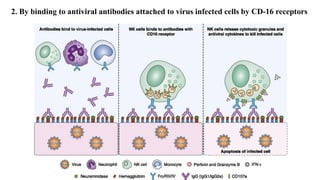 Cells of the immune system | PPT