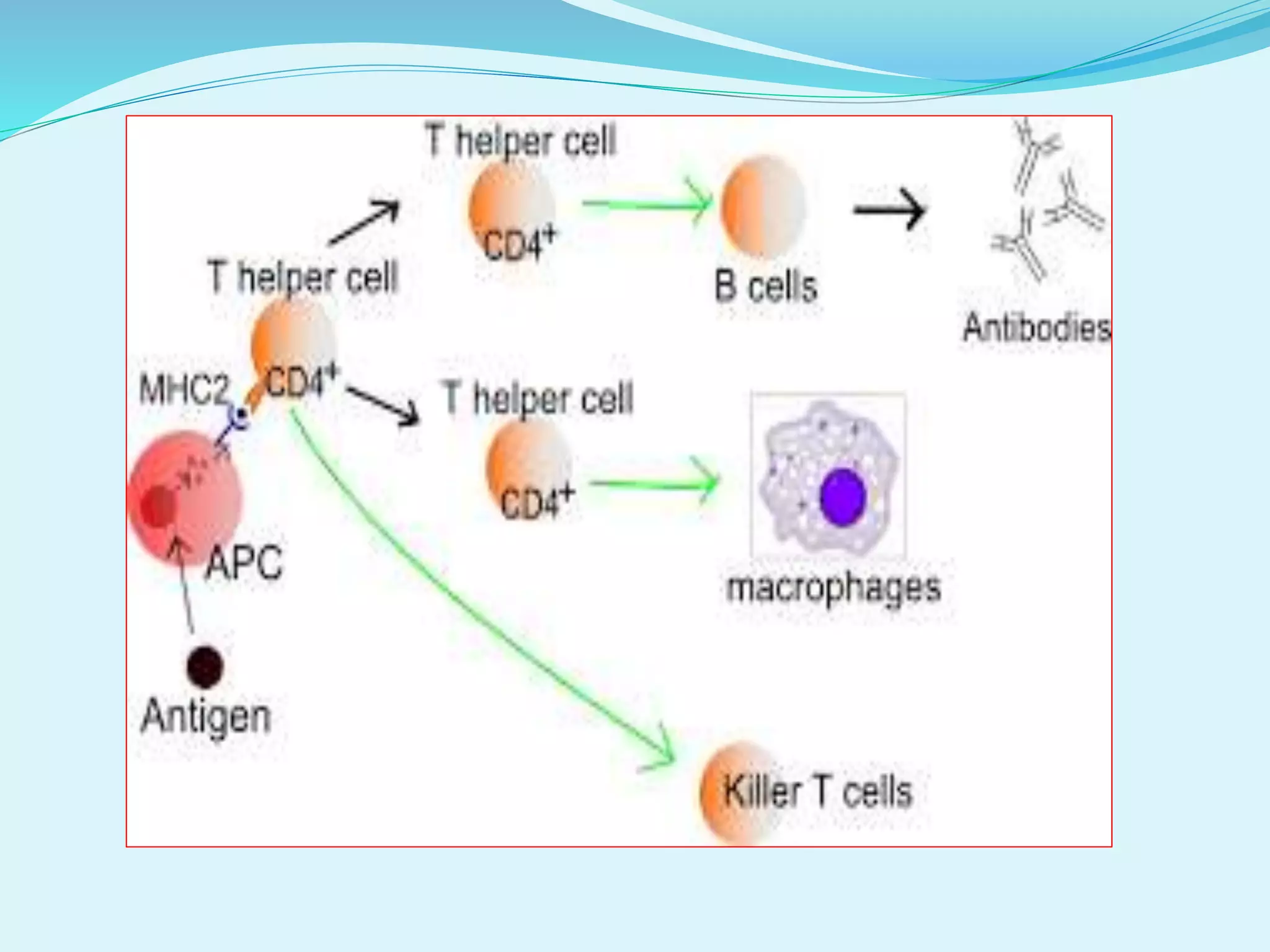 Cells of the immune system | PPTX