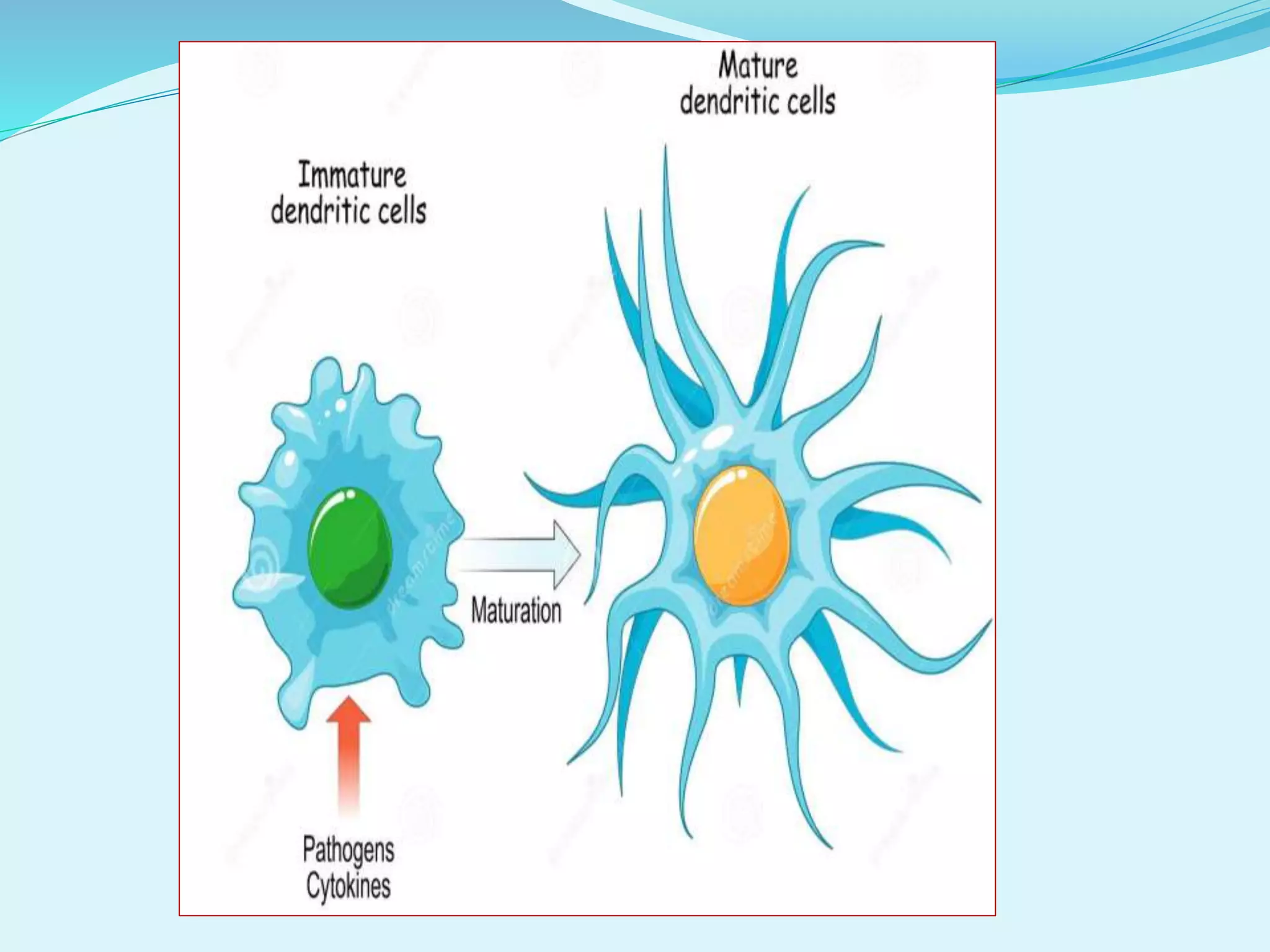 Cells of the immune system | PPTX