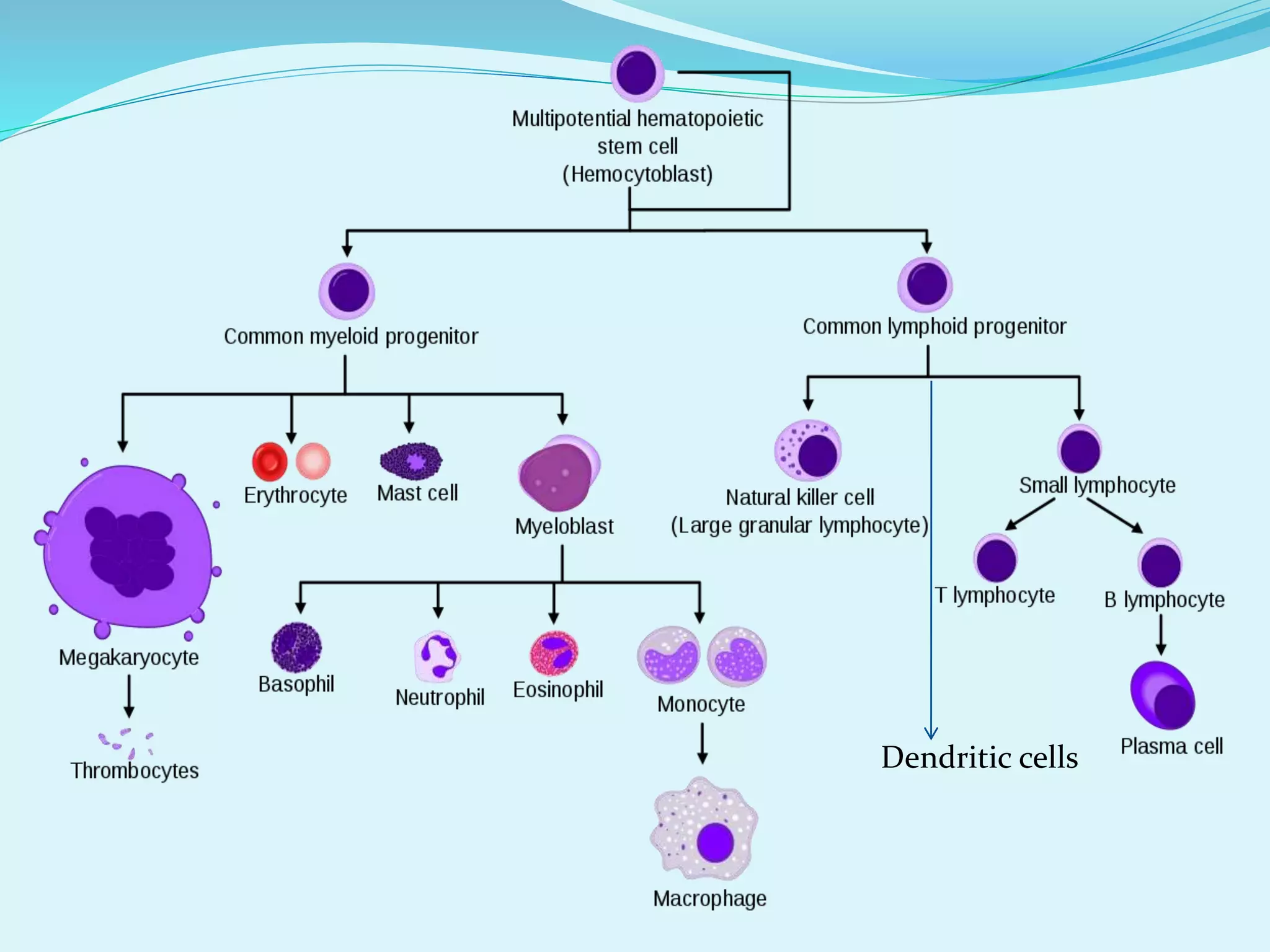 Cells of the immune system | PPTX