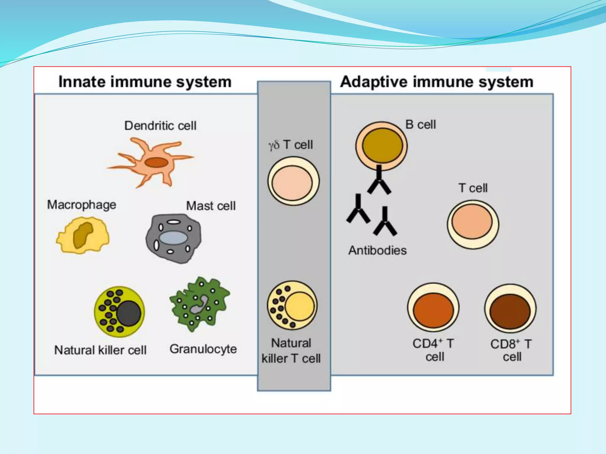 Cells of the immune system | PPTX