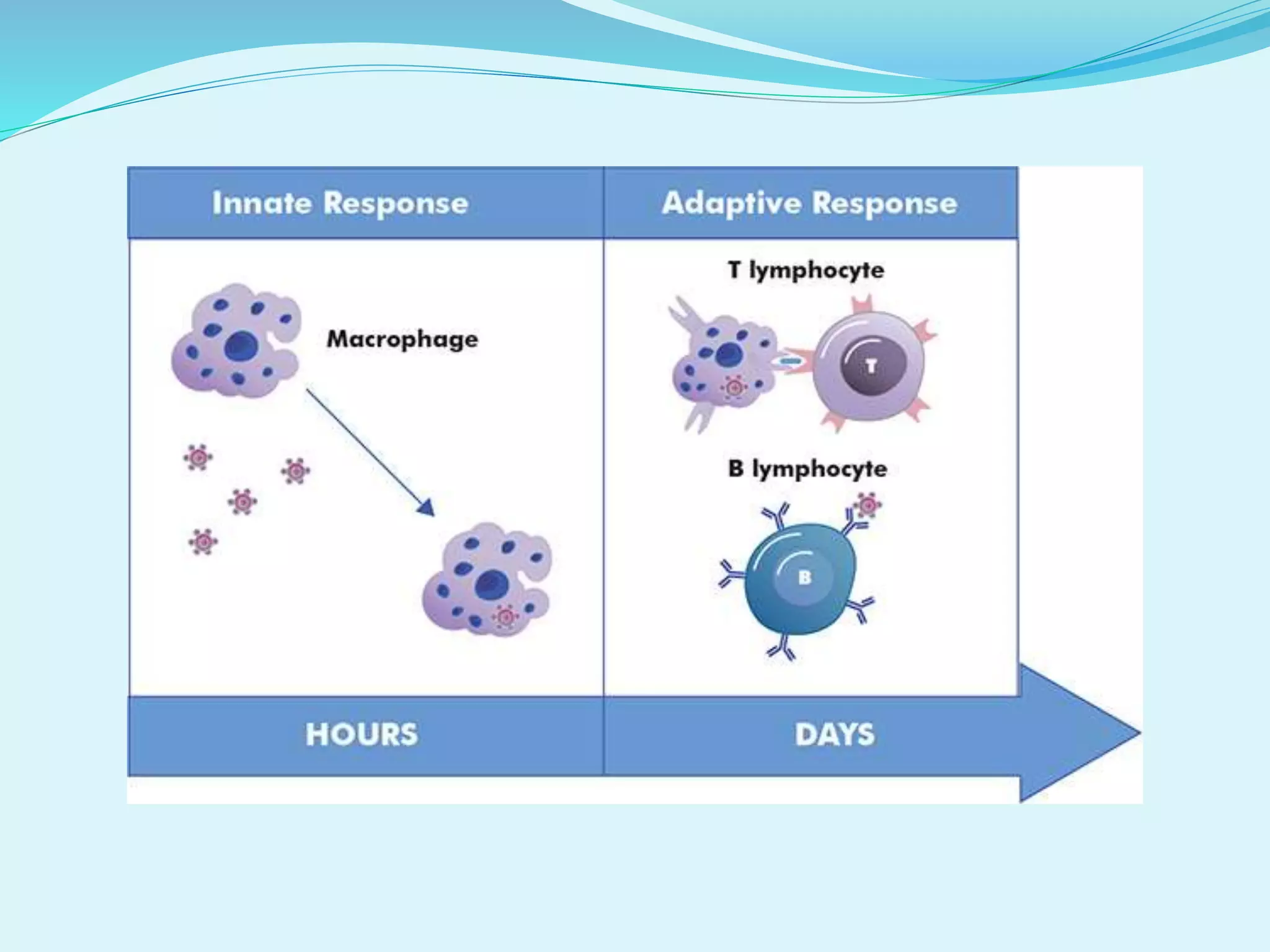 Cells of the immune system | PPTX