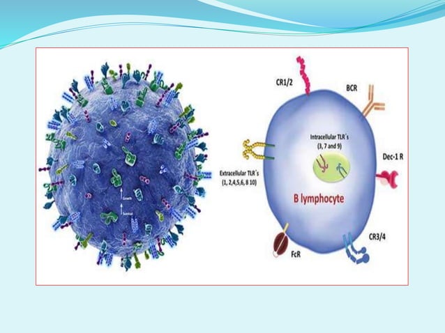 Cells of the immune system | PPTX