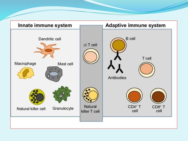 Cells of the immune system | PPTX