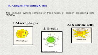 Cells of the immune system | PPT