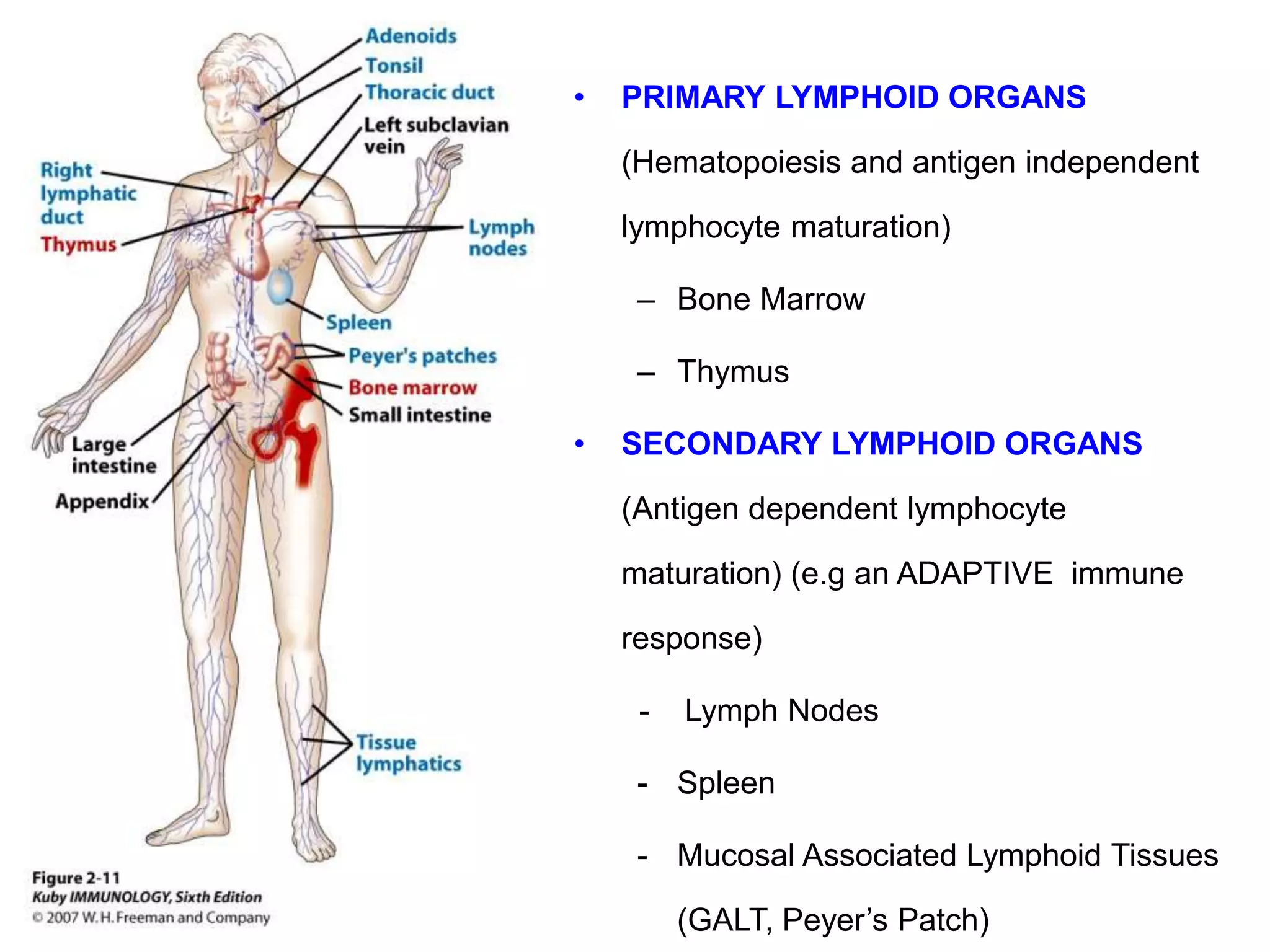 Cells of the Immune System.pptx