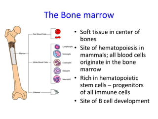 Cells of the Immune System.pptx