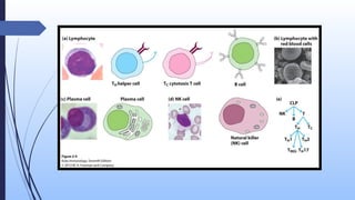 Cells of the Immune System (Sentinels of the Body's Defense) | PPTX