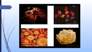 Cells of the Immune System (Sentinels of the Body's Defense) | PPTX