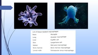 Cells of the Immune System (Sentinels of the Body's Defense) | PPTX