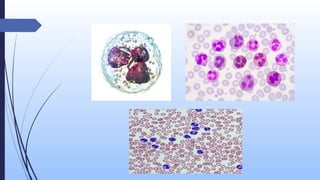 Cells of the Immune System (Sentinels of the Body's Defense) | PPTX