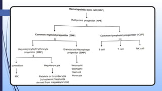 Cells of the Immune System (Sentinels of the Body's Defense) | PPT