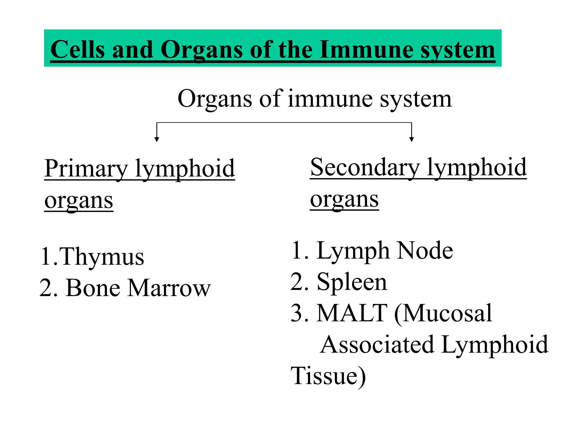 Cells of the immune system | PPT