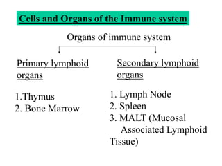 Cells of the immune system | PPT
