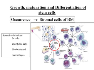 Cells of the immune system | PDF