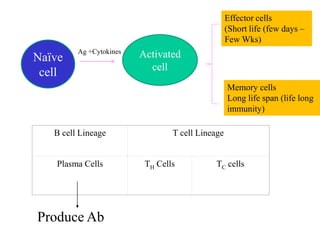 Cells of the immune system | PPT