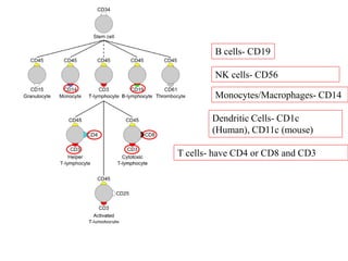Cells of the immune system | PPT